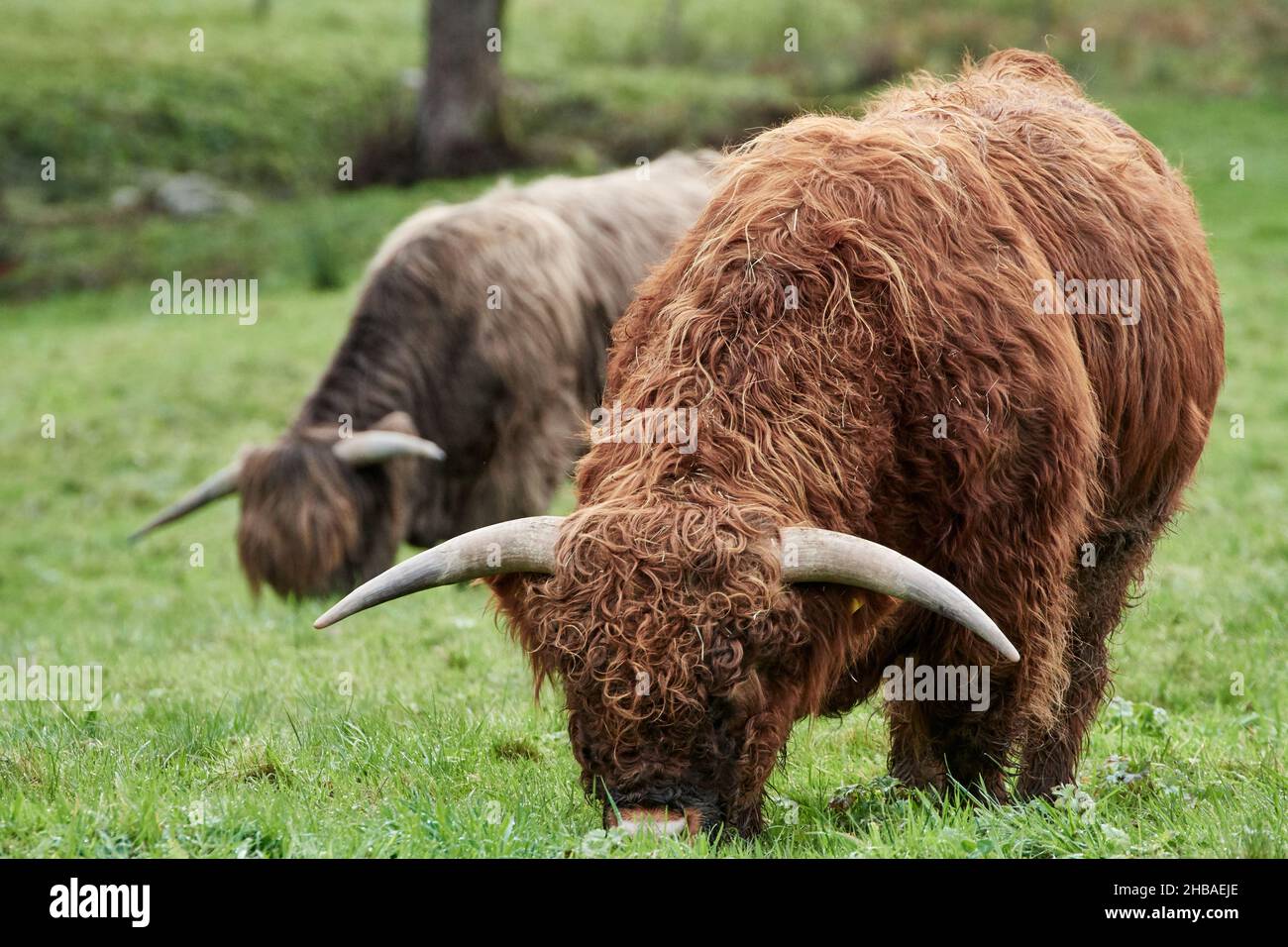 Highland beef cattle hi-res stock photography and images - Alamy