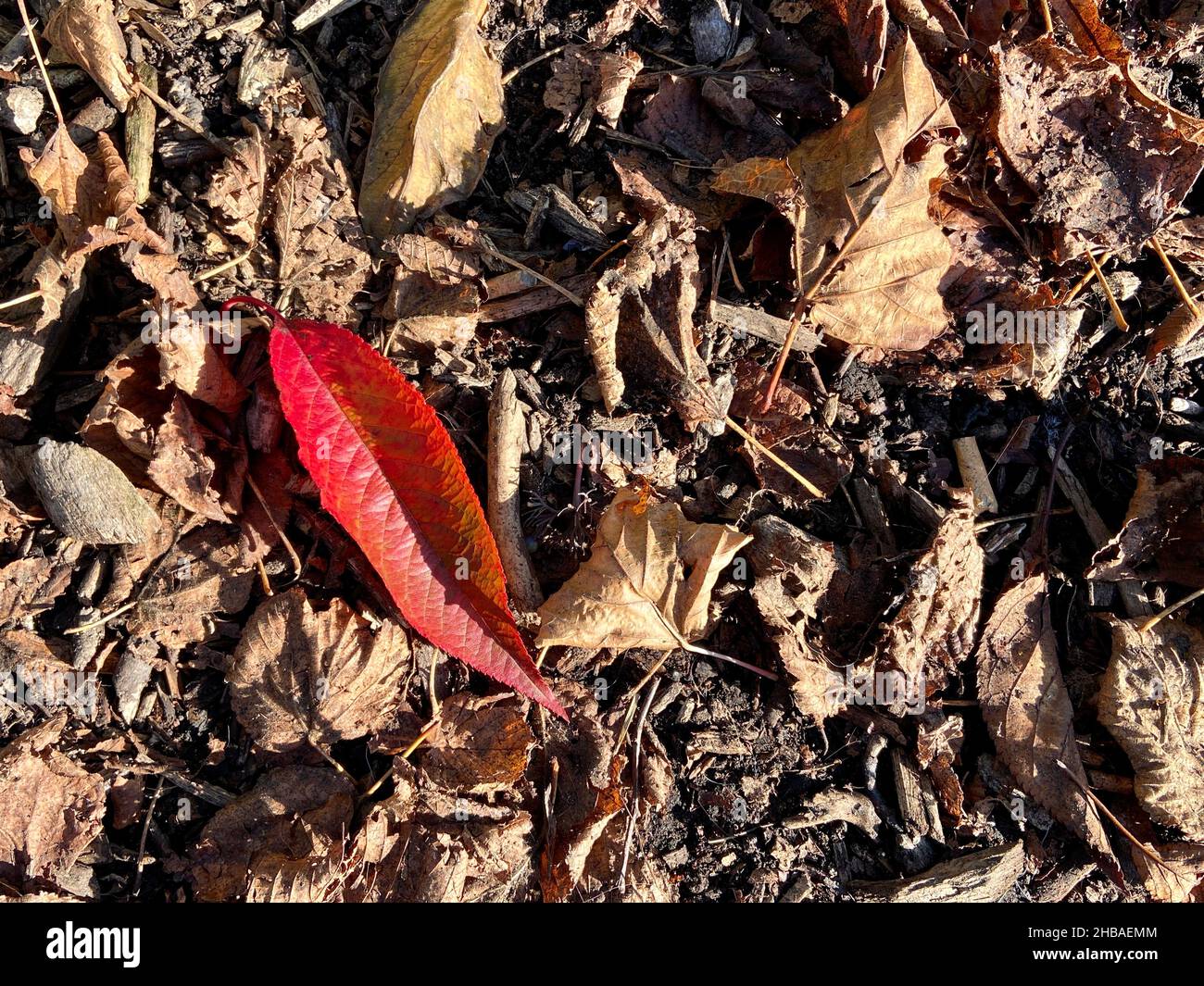 fall autumn leaves fallen on the grass, various leaf in Autumn colours ...
