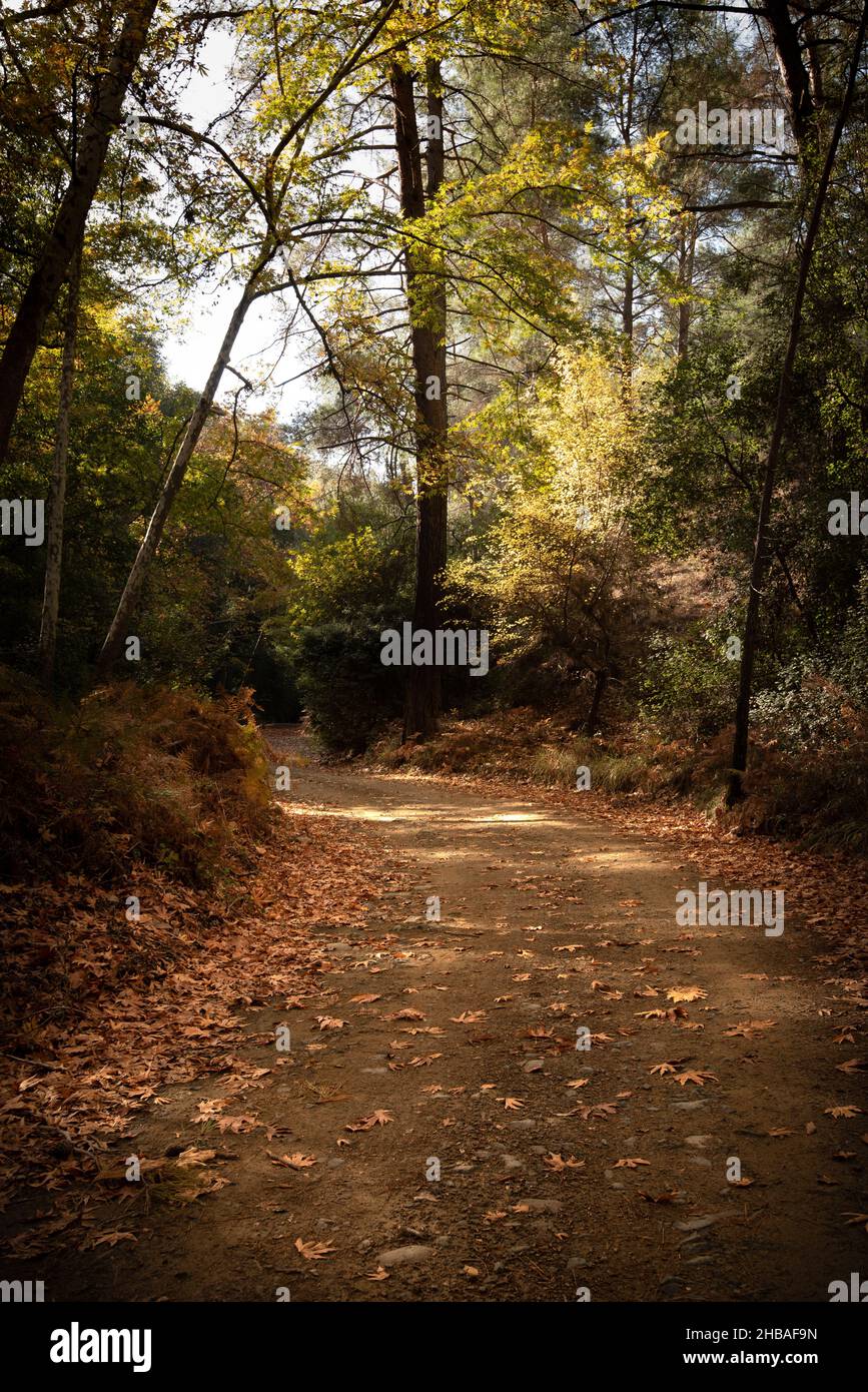 Empty road in a valley in autumn with trees and leaves. Fall landscape ...