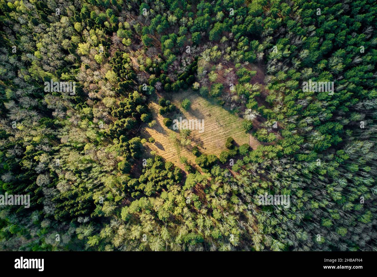Overgrown clearing in a forest hi-res stock photography and images - Alamy