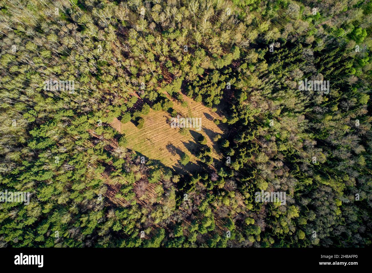 Overgrown clearing in a forest hi-res stock photography and images - Alamy