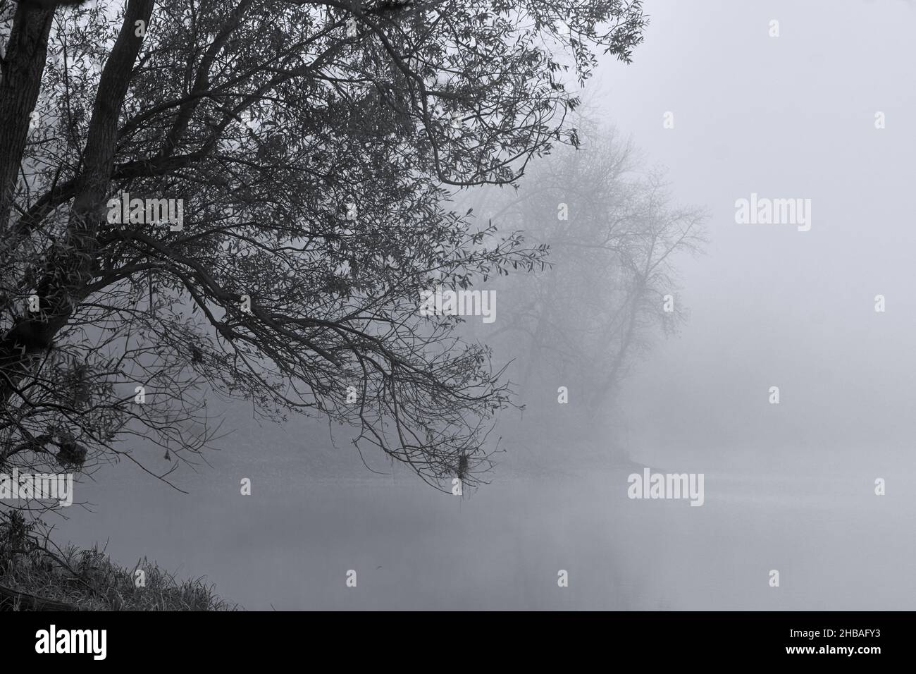 Rhine river water tree trees hi-res stock photography and images - Alamy