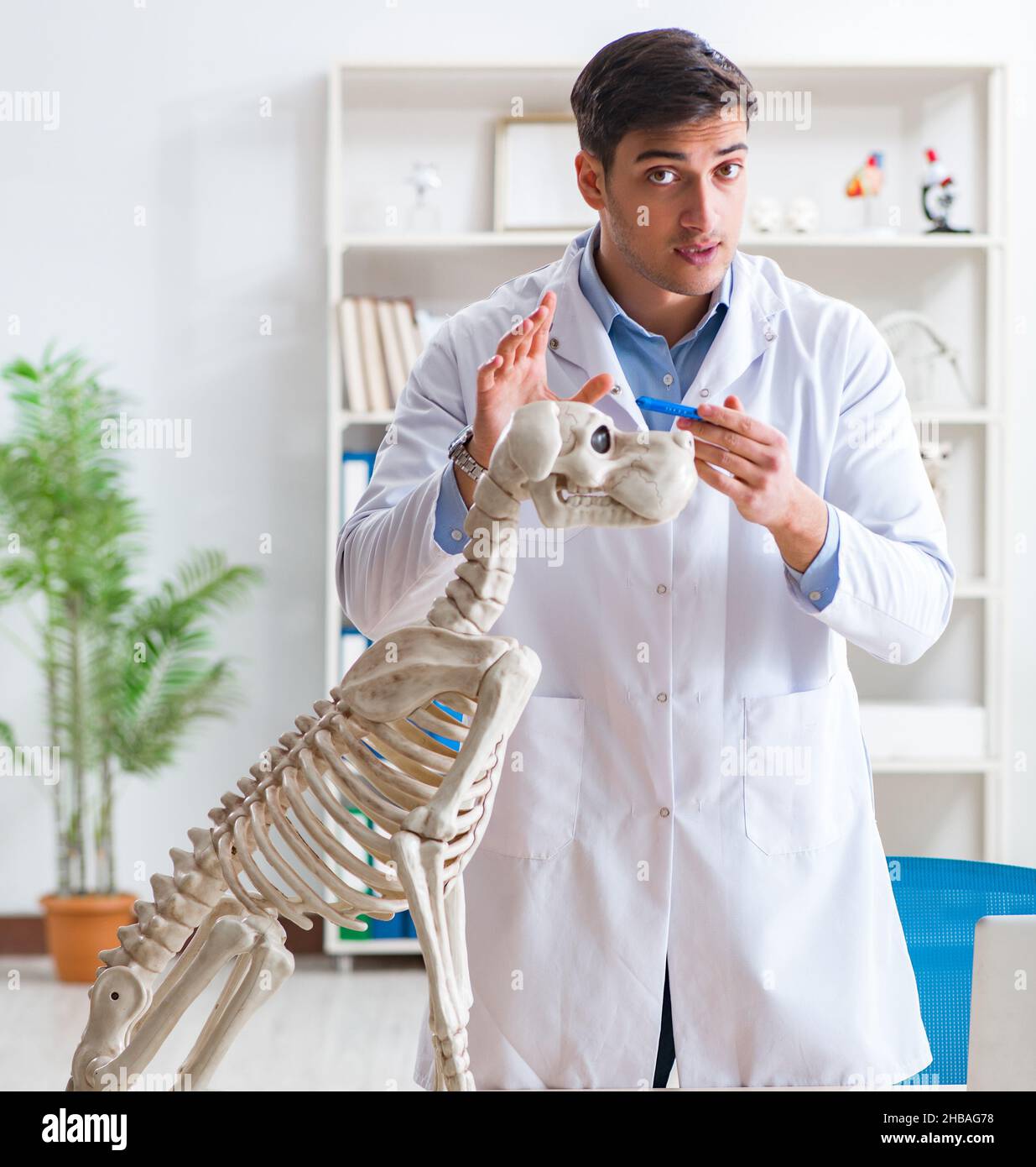 The doctor vet practicing on dog skeleton Stock Photo - Alamy