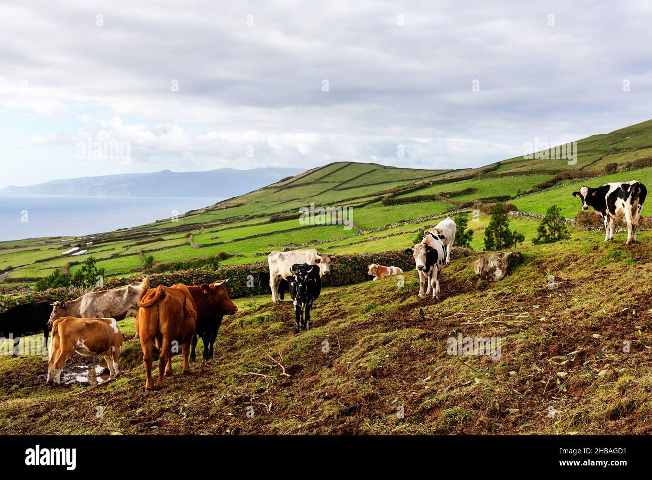Cows grazing on the island of Corvo, the smallest and most isolated ...