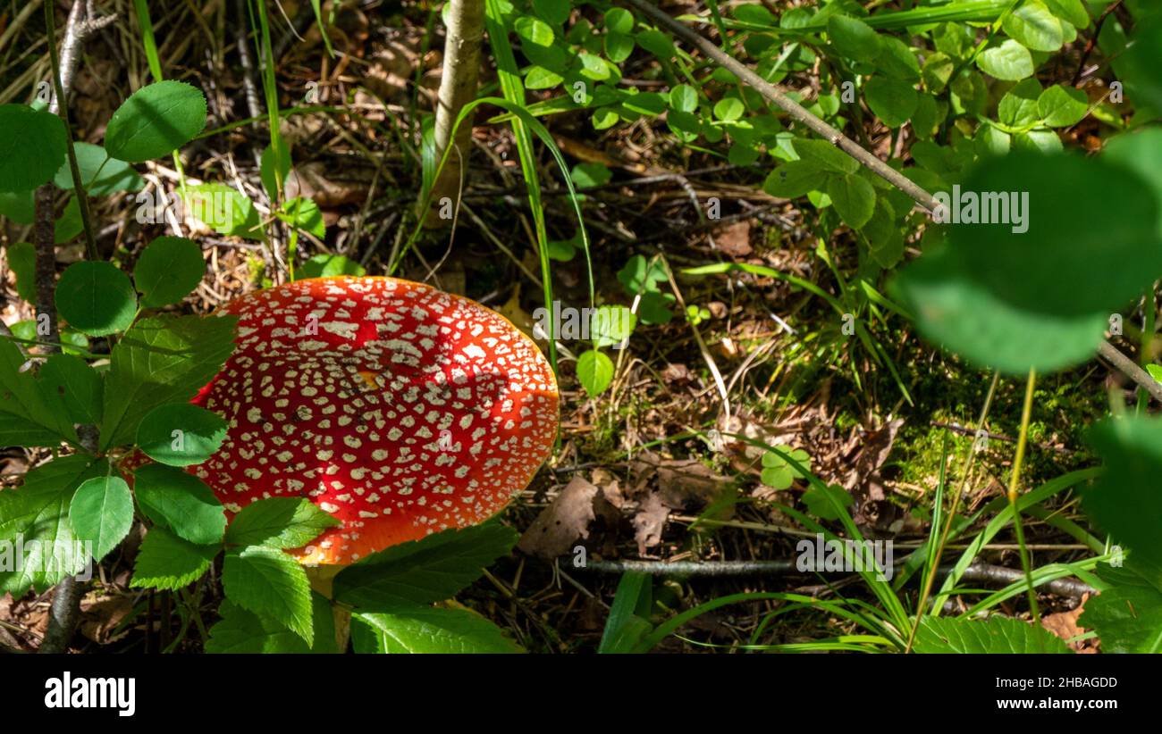 Little Red toadstool. mushroom in woods Stock Photo - Alamy