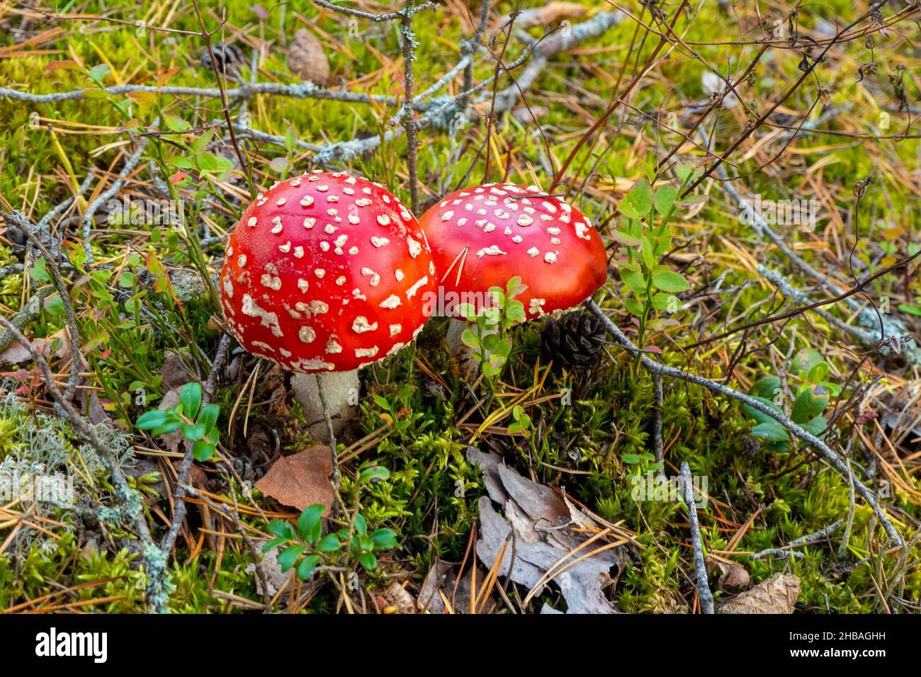 Little Red toadstool. mushroom in woods Stock Photo - Alamy