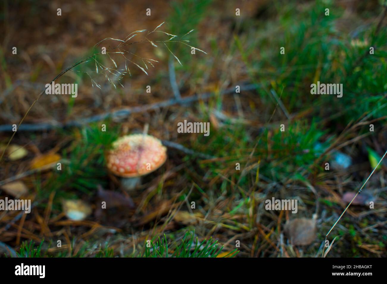 Little Red toadstool. mushroom in woods Stock Photo - Alamy