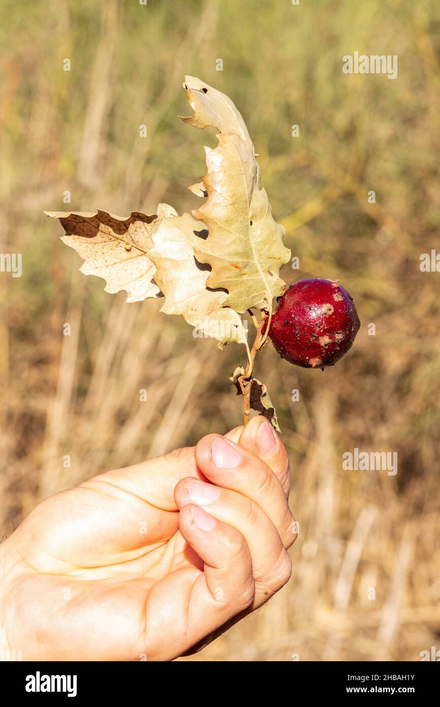 Branch of an oak tree with leaves and a gall with insects emerging from ...
