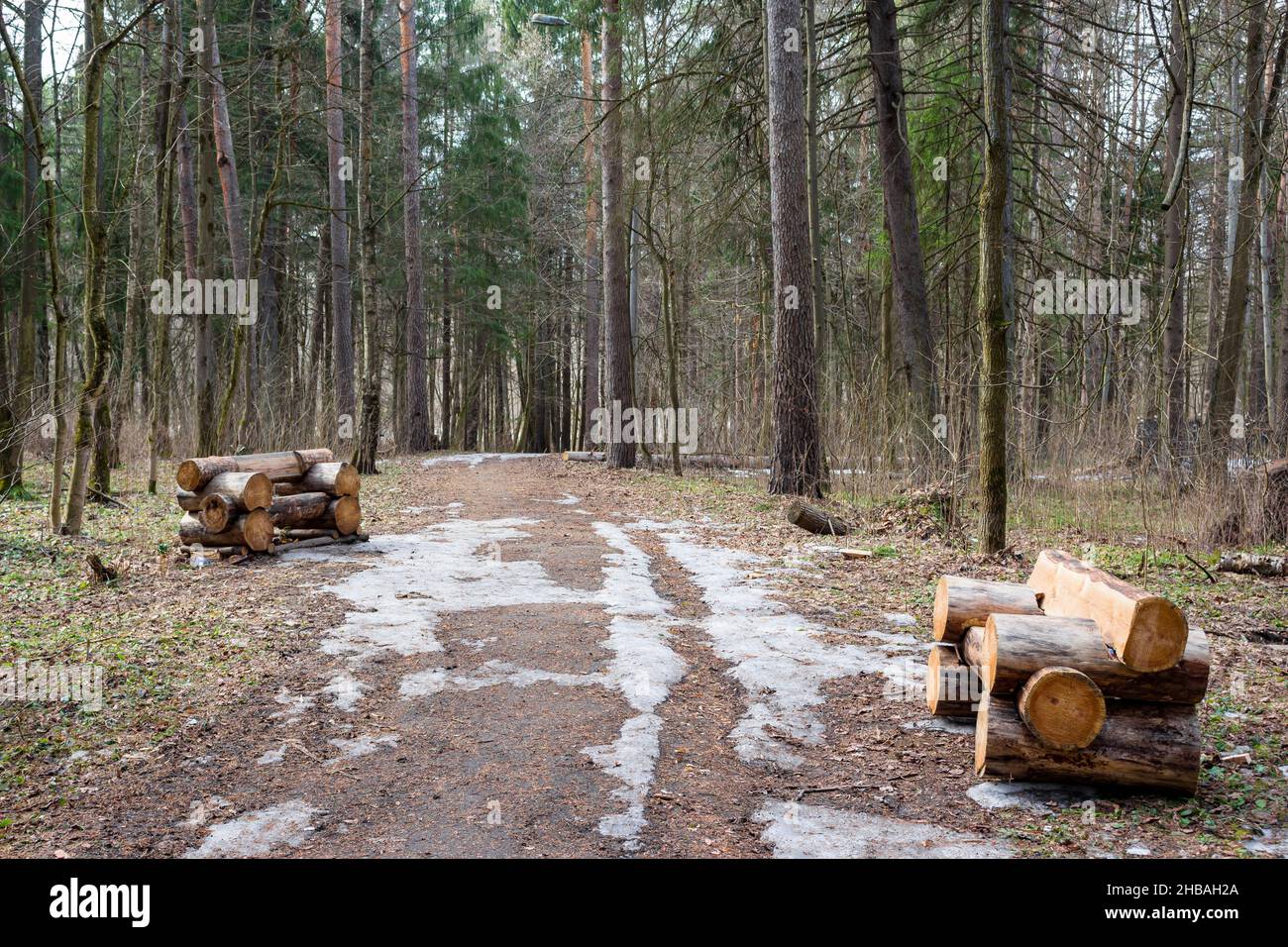 Forest park with placed log benches made from fallen trees Stock Photo ...