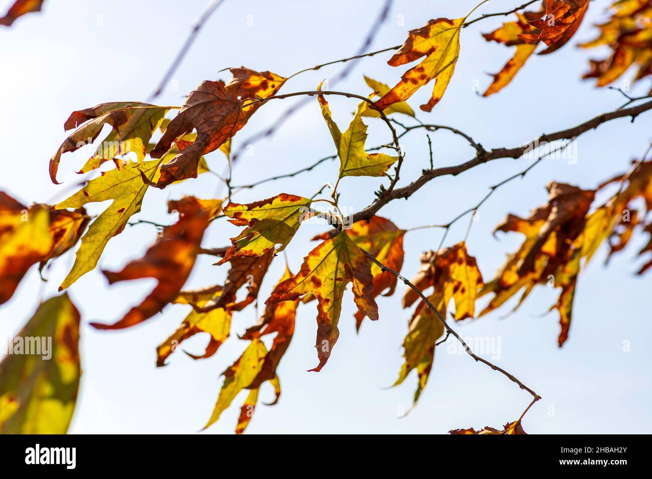 Fall. Autumn yellow leaves of the sycamore tree closeup in the wind ...