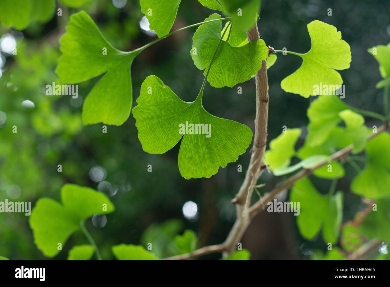 Gingko leaves hi-res stock photography and images - Alamy