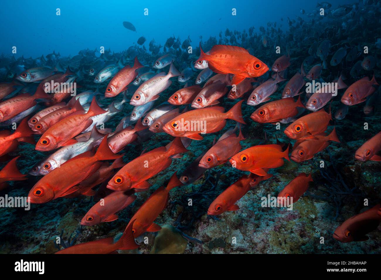 Shoal of Crescent-tail Bigeye, Priacanthus hamrur, North Male Atoll ...