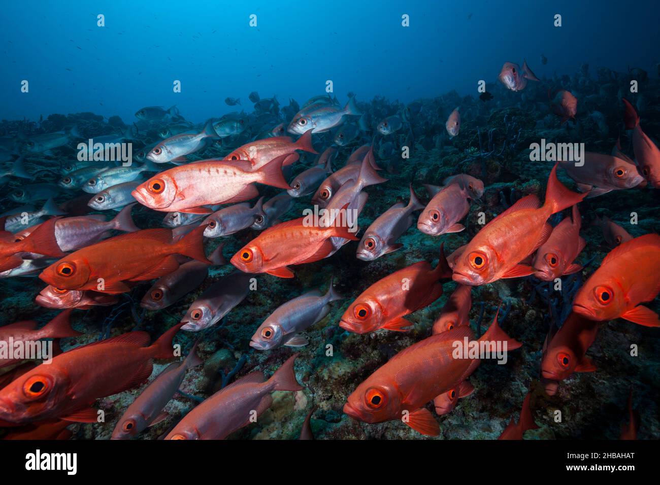 Shoal of Crescent-tail Bigeye, Priacanthus hamrur, North Male Atoll ...