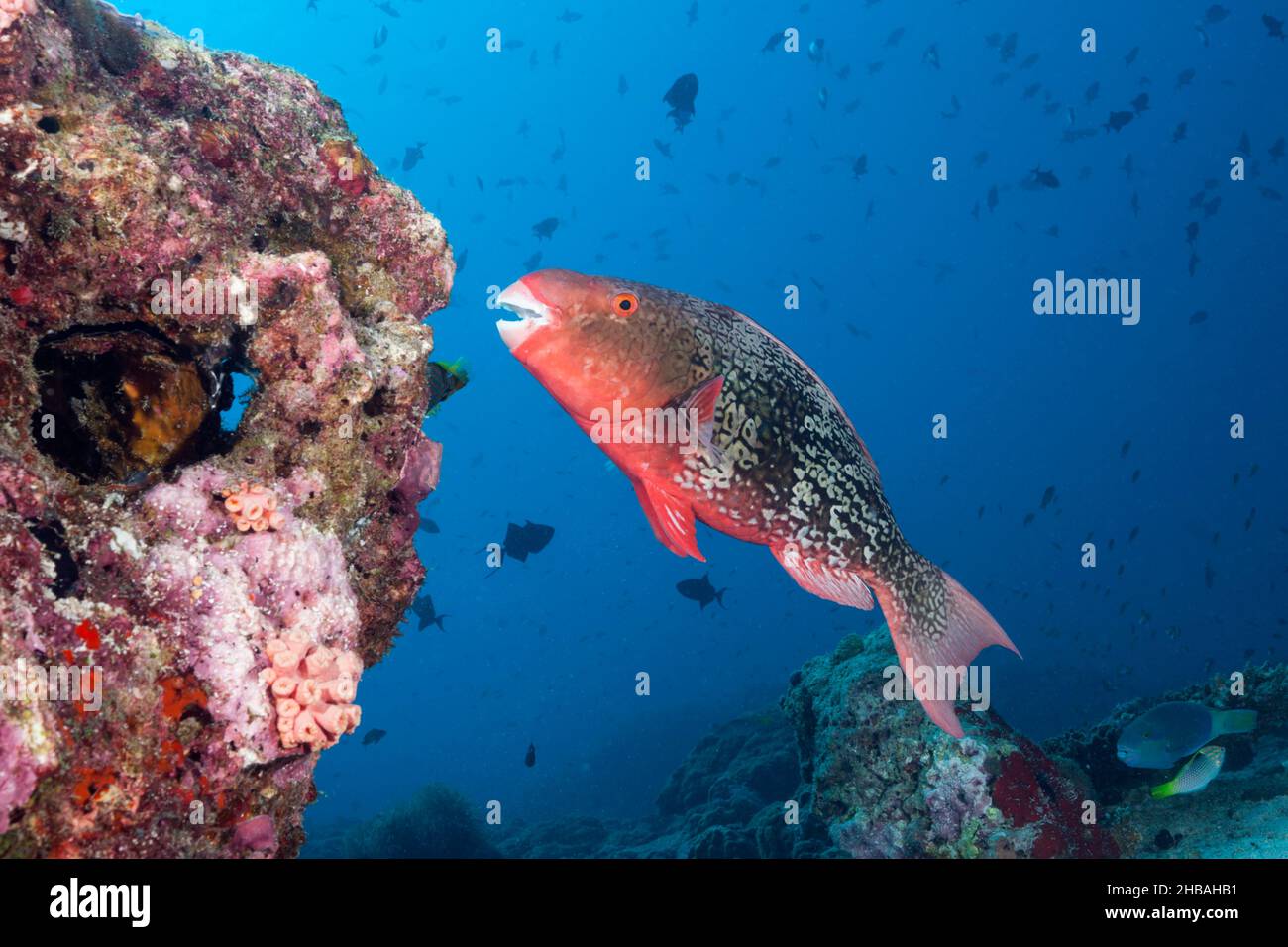 Red Lip Parrot Fish Diet