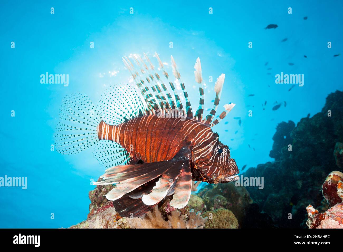 Devil Firefish, Pterois Miles, Felidhu Atoll, Indian Ocean, Maldives ...