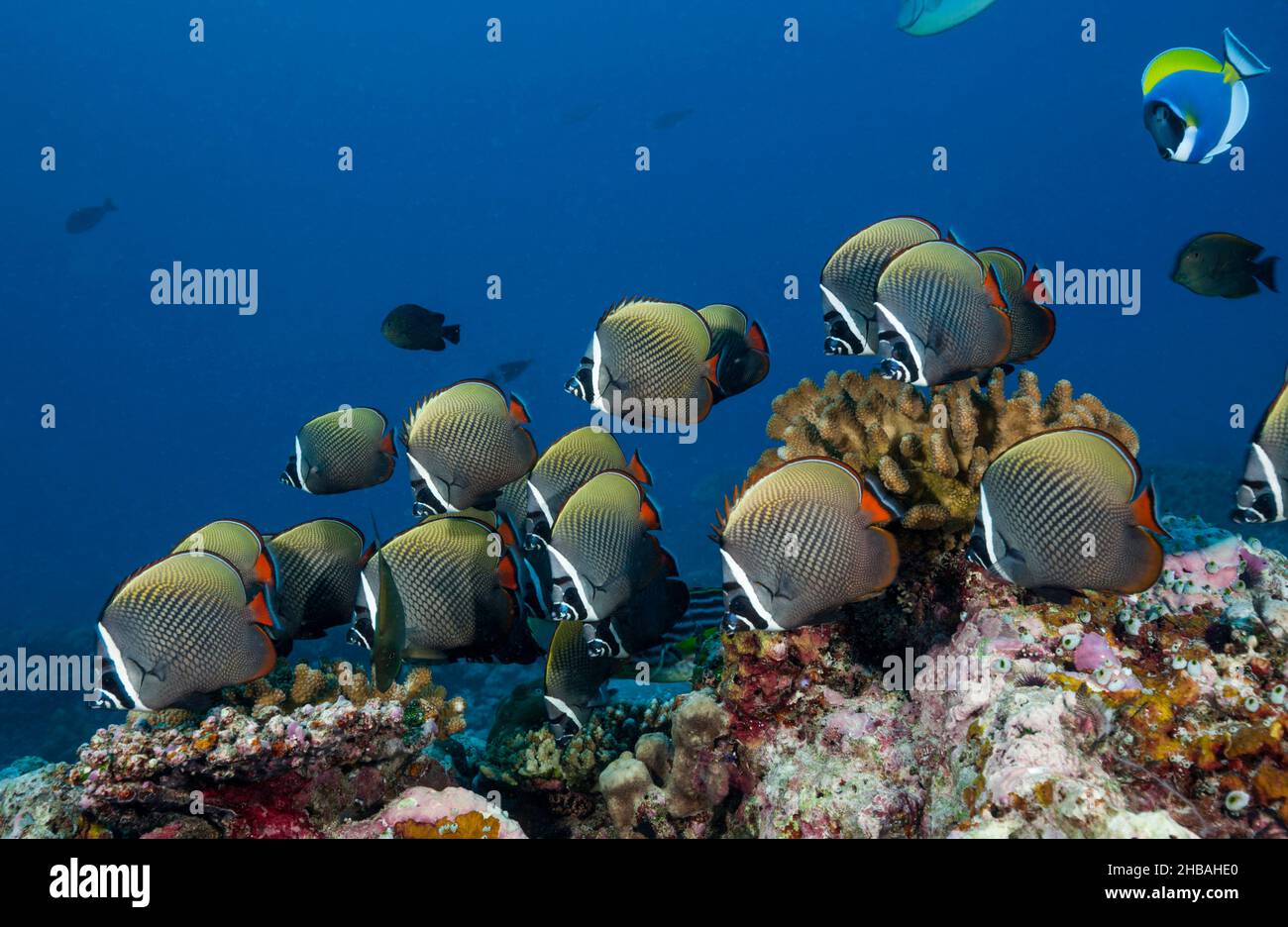 Shoal of Redtail Butterflyfish, Chaetodon collare, South Male Atoll ...