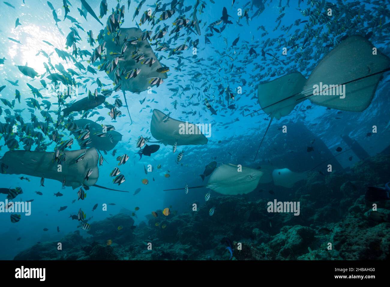 Pink Whipray, Pateobatis fai, North Male Atoll, Indian Ocean, Maldives ...
