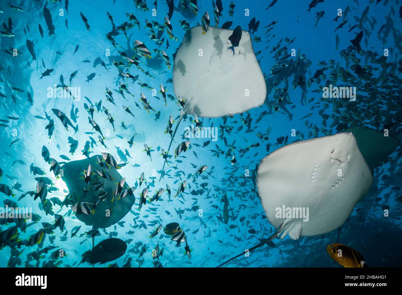 Pink Whipray, Pateobatis fai, North Male Atoll, Indian Ocean, Maldives ...