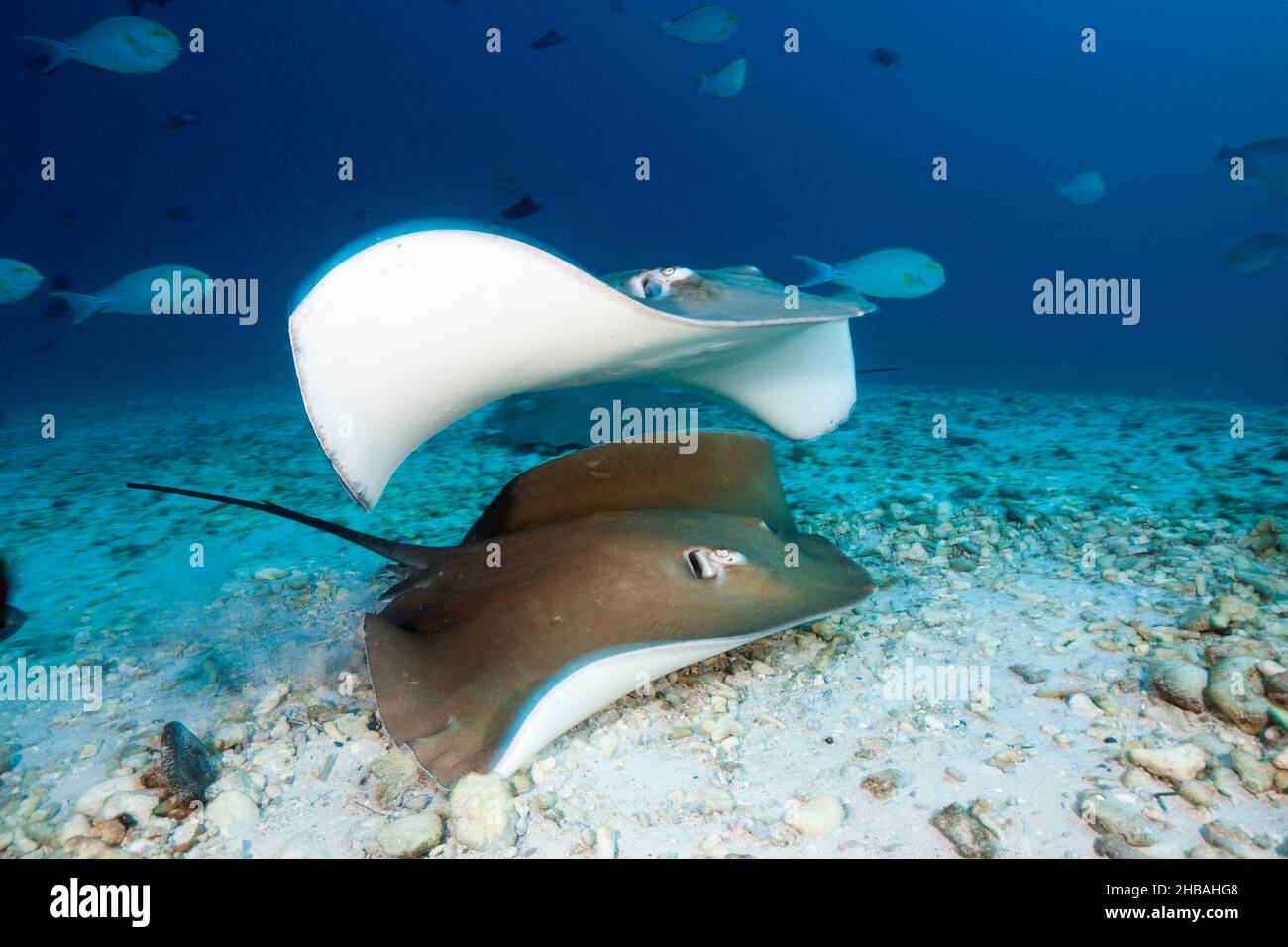 Pink Whipray, Pateobatis fai, North Male Atoll, Indian Ocean, Maldives ...