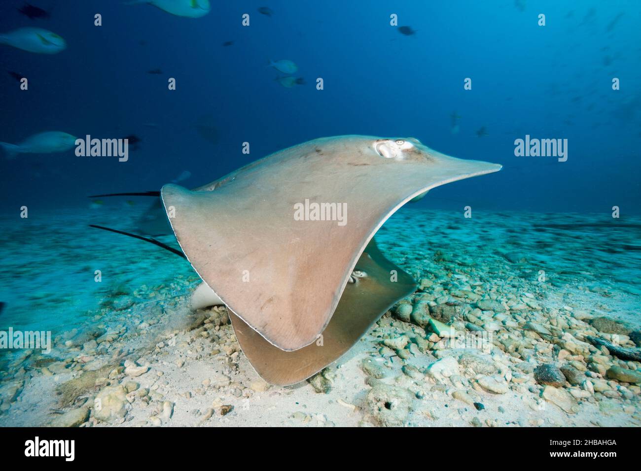 Pink Whipray, Pateobatis fai, North Male Atoll, Indian Ocean, Maldives ...