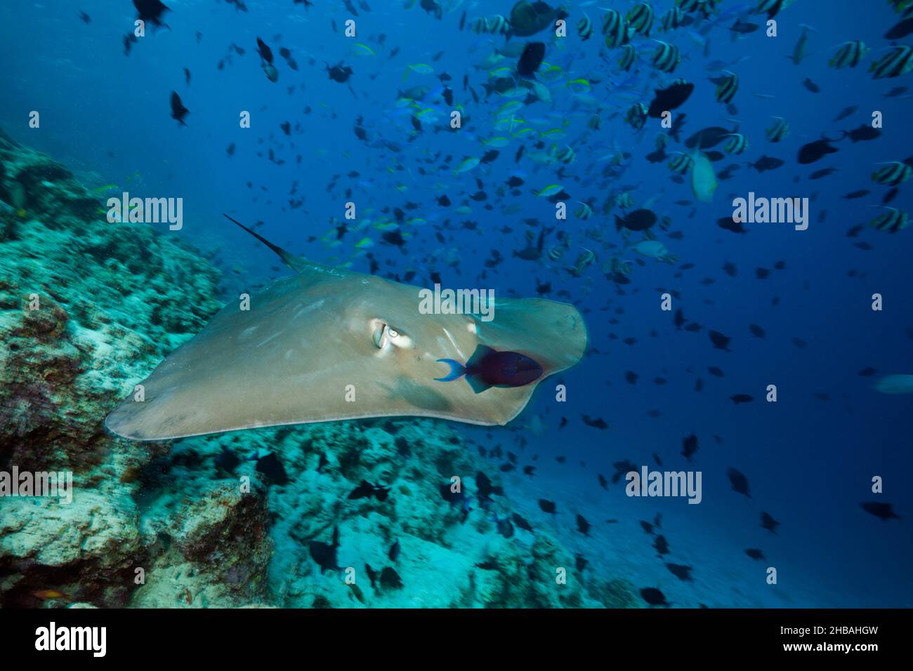 Indian ocean marine sealife hi-res stock photography and images - Alamy