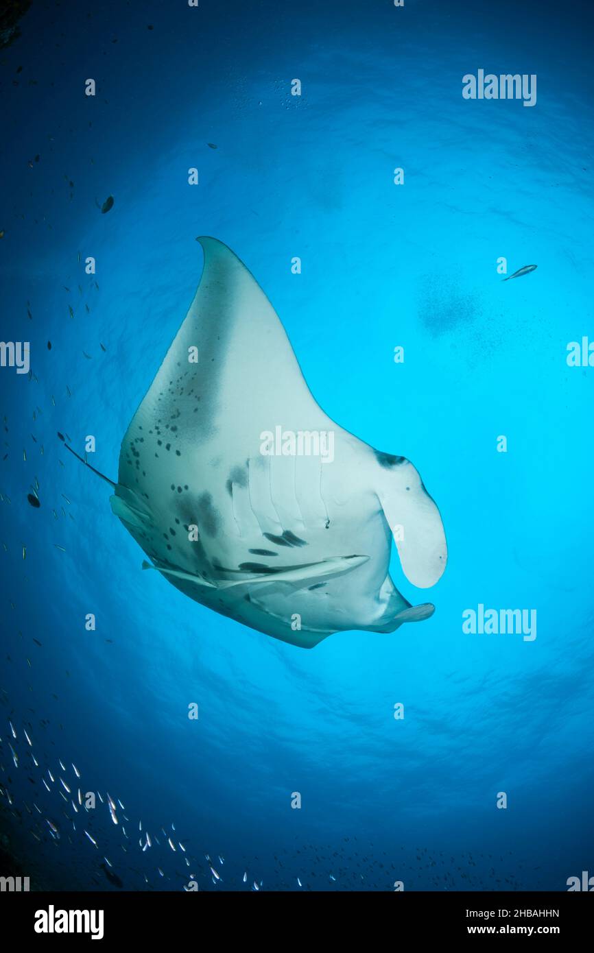Reef Manta Ray, Manta alfredi, North Ari Atoll, Indian Ocean, Maldives ...