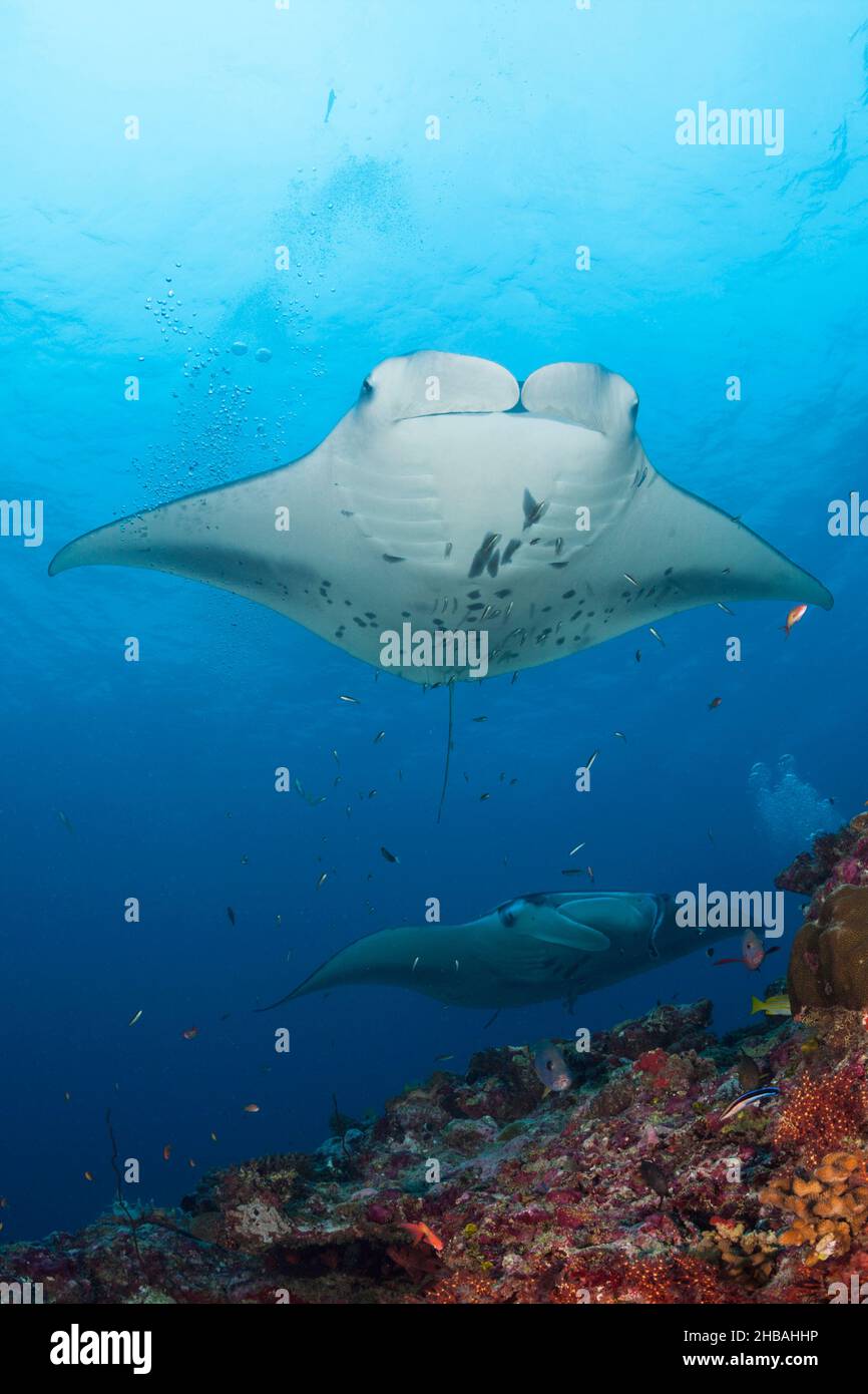 Reef Manta Ray, Manta alfredi, North Ari Atoll, Indian Ocean, Maldives ...