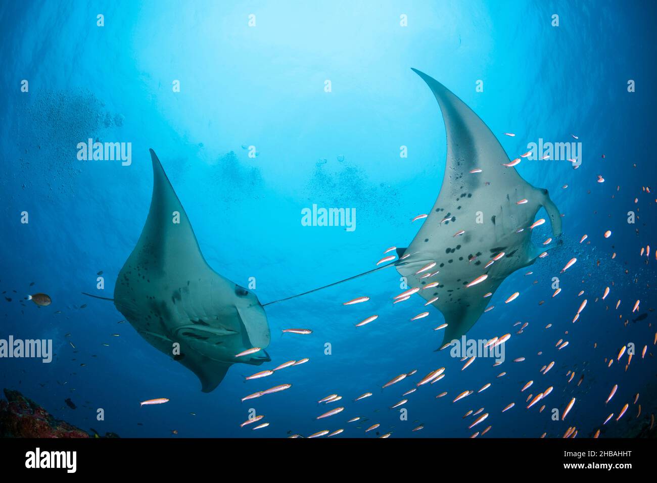 Reef Manta Ray, Manta alfredi, North Ari Atoll, Indian Ocean, Maldives ...