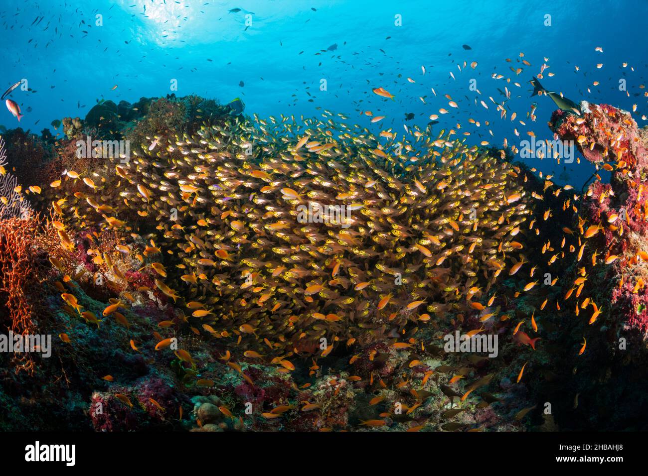 Pygmy Sweeper Shoal, North Ari Atoll, Indian Ocean, Maldives Stock ...