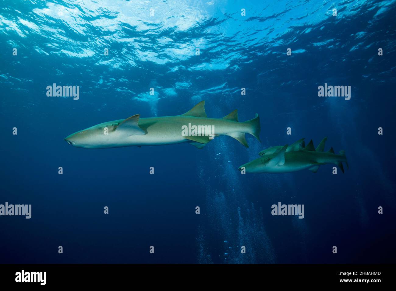 Nurse Shark, Nebrius ferrugineus, Felidhu Atoll, Indian Ocean, Maldives ...