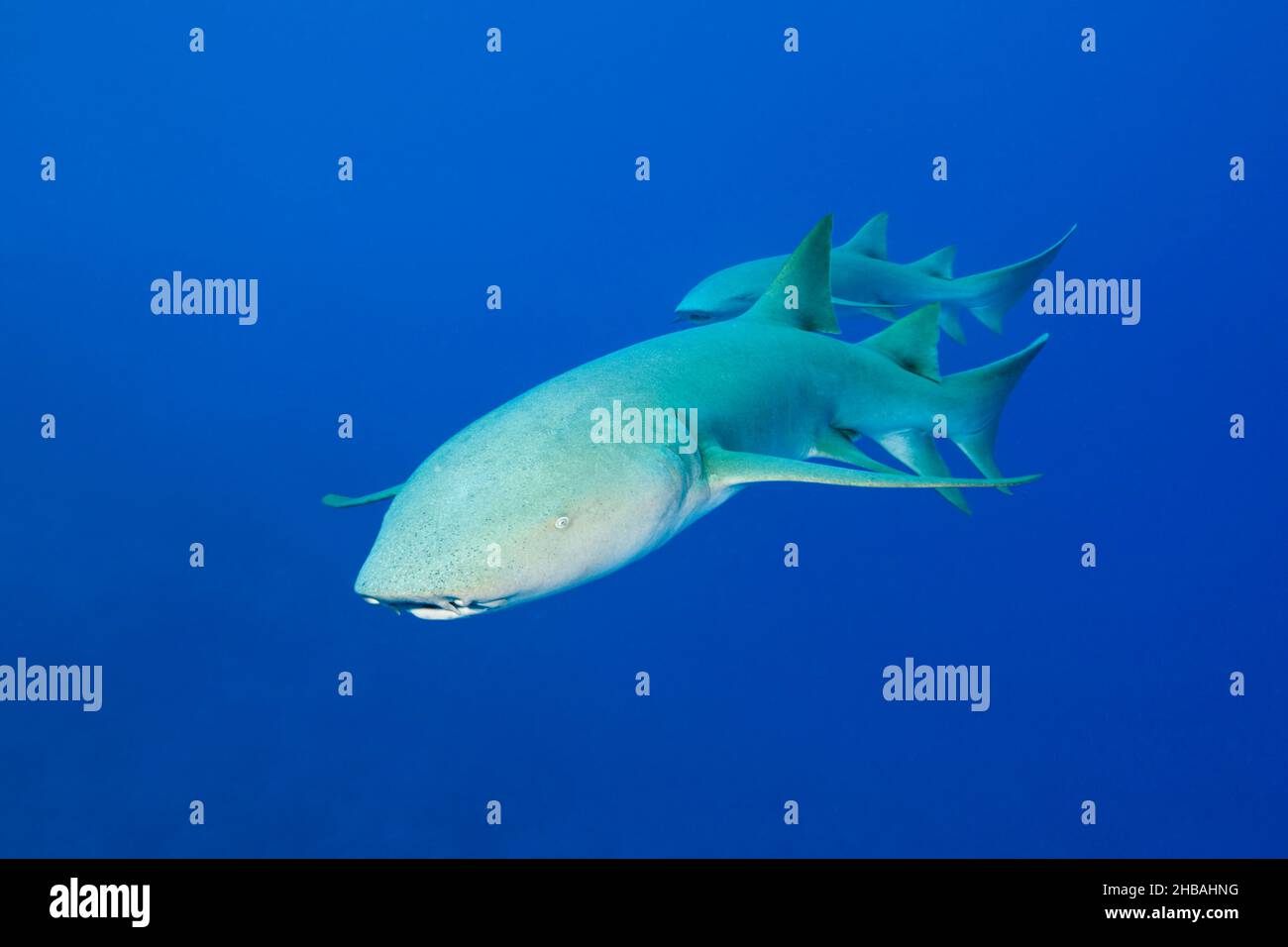 Nurse Shark, Nebrius ferrugineus, Felidhu Atoll, Indian Ocean, Maldives ...