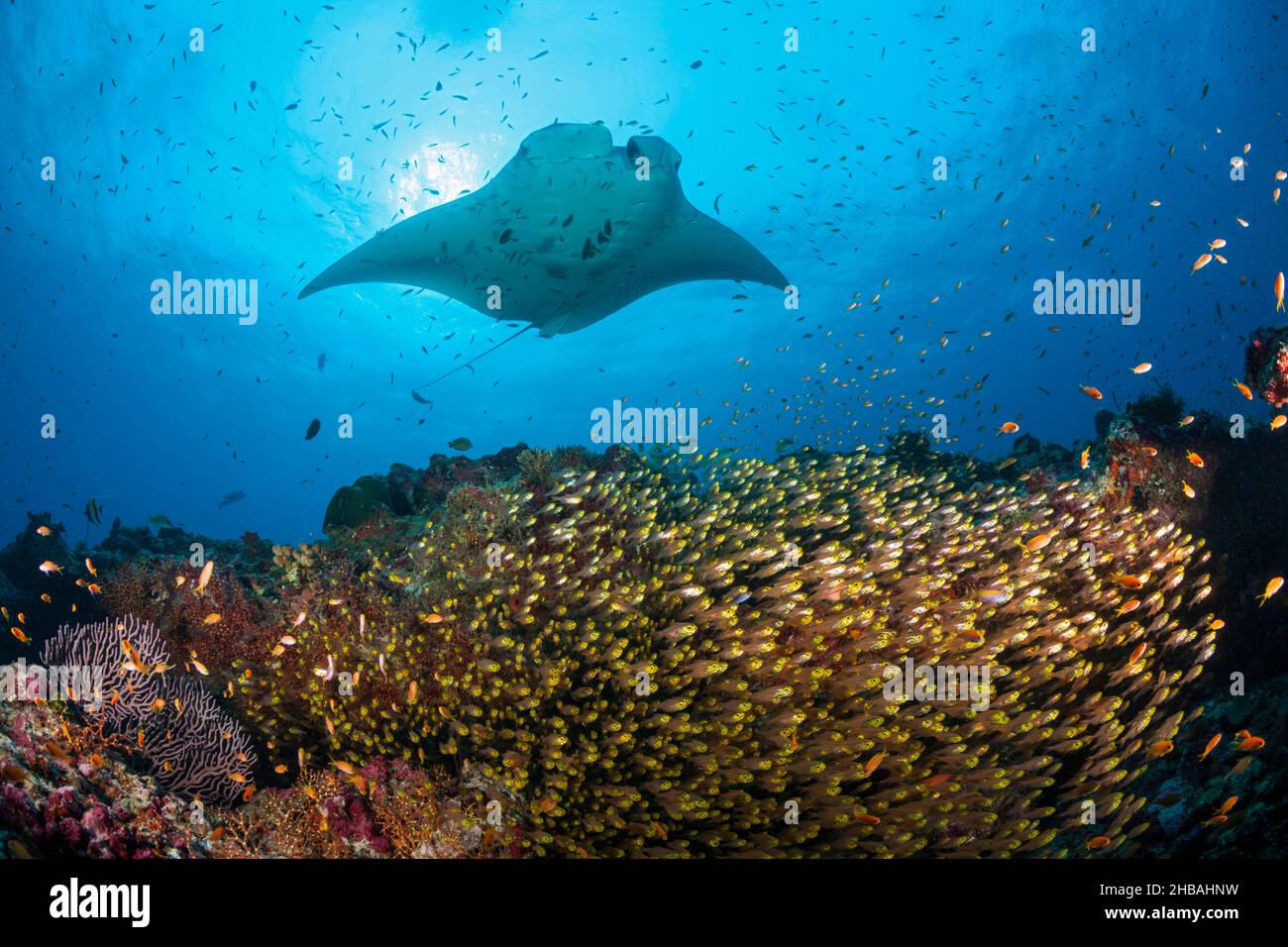 Reef Manta over Shoal of Glassy Fish, Manta alfredi, North Ari Atoll ...