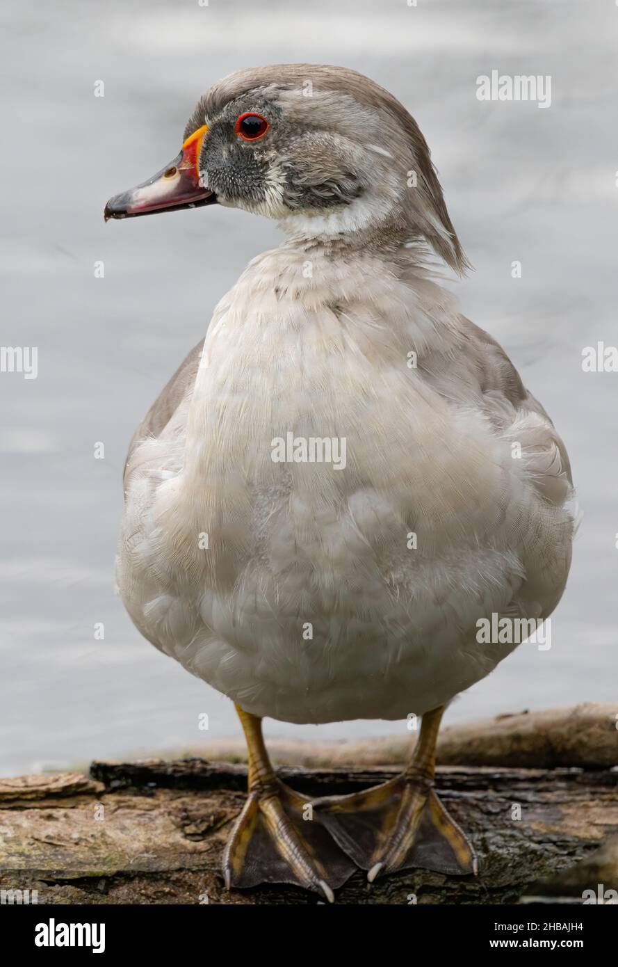Silver wood duck hi-res stock photography and images - Alamy