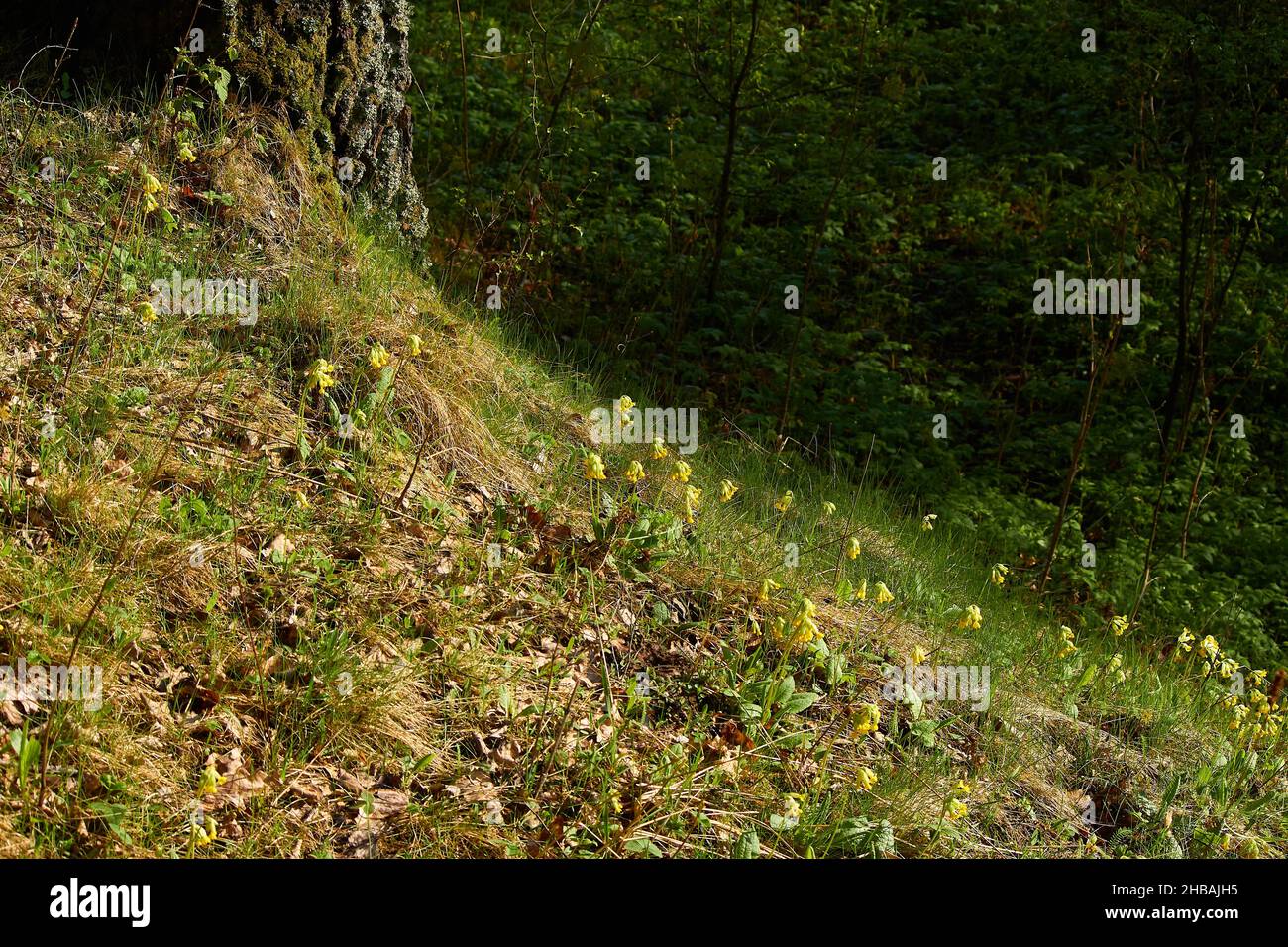 Plant cowslip - Primula veris - with yellow flowers on a grassy slope ...
