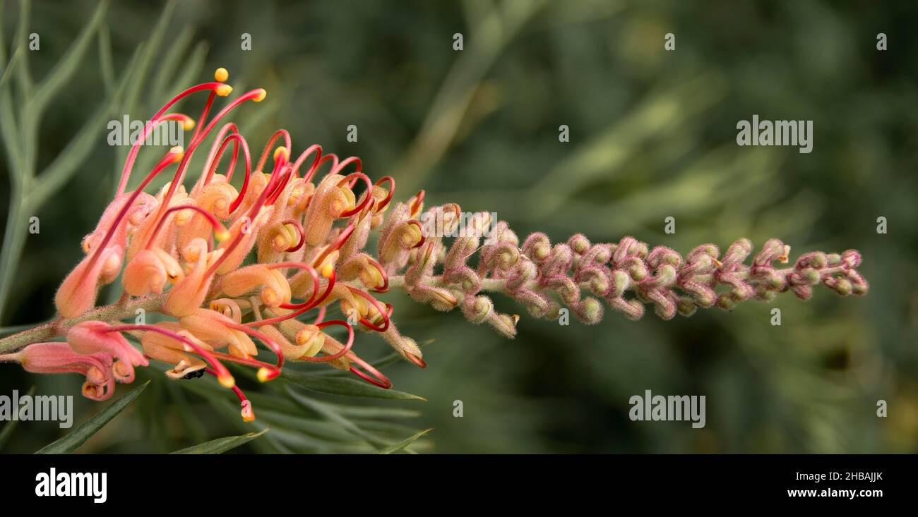 Australian native flower buds hi-res stock photography and images - Alamy