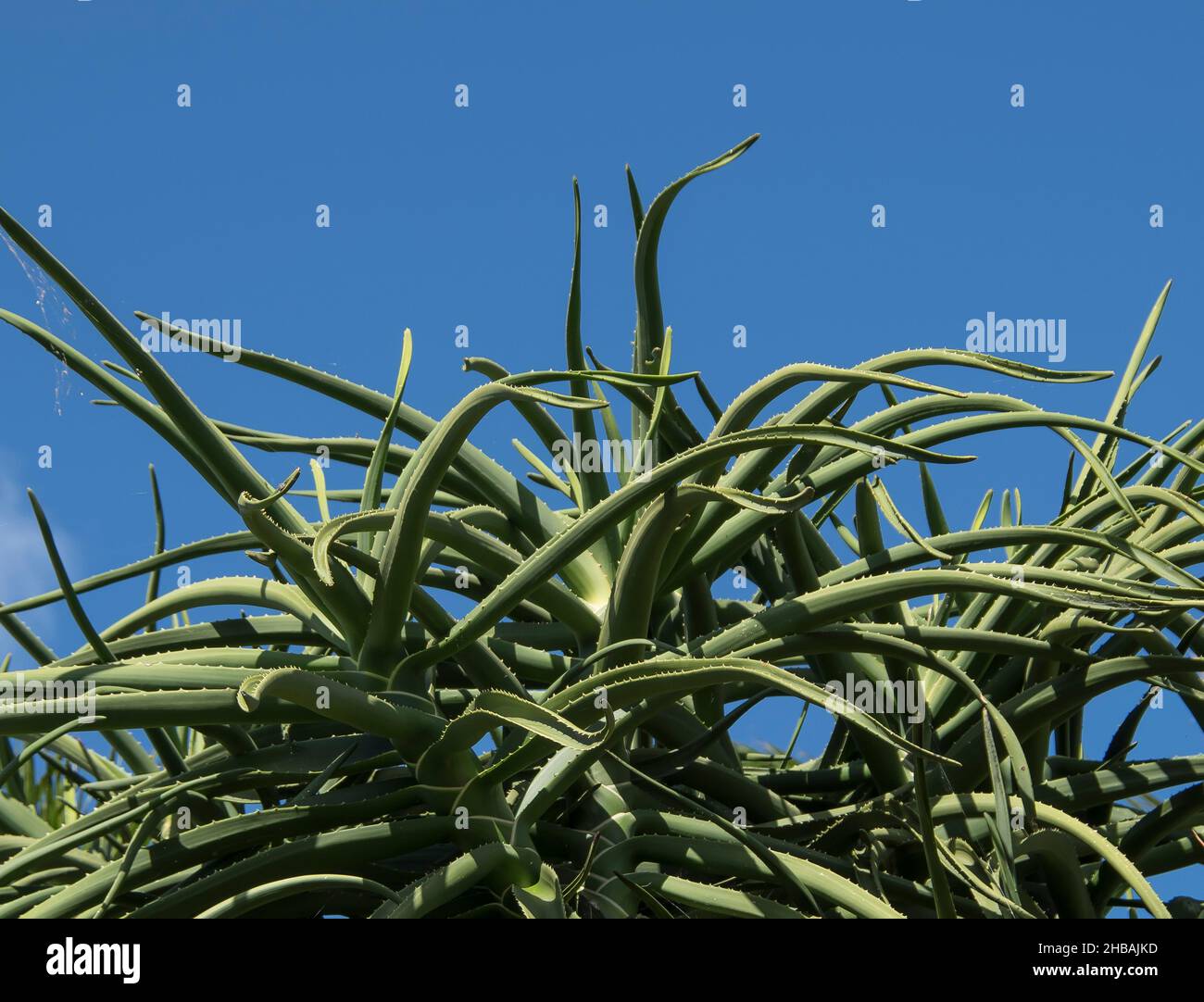 Green top part of Tree Aloe (Aloe Barberae) against a sunny blue sky in ...