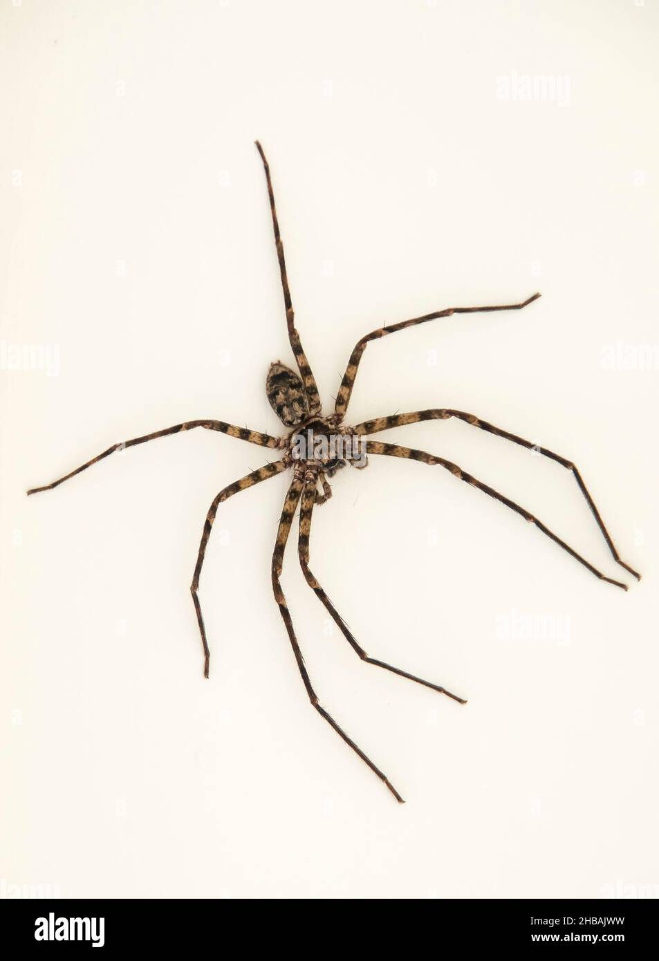 Male Brown Huntsman spider (heteropoda jugulans), from above on a white ...