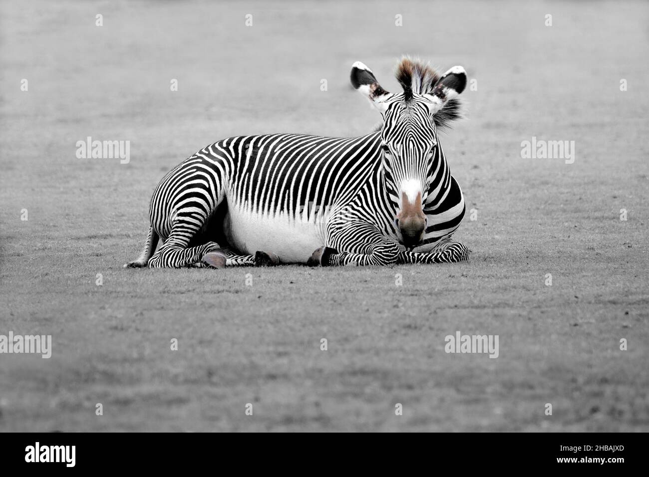 A zebra relaxes in the late summer sunshine Stock Photo - Alamy