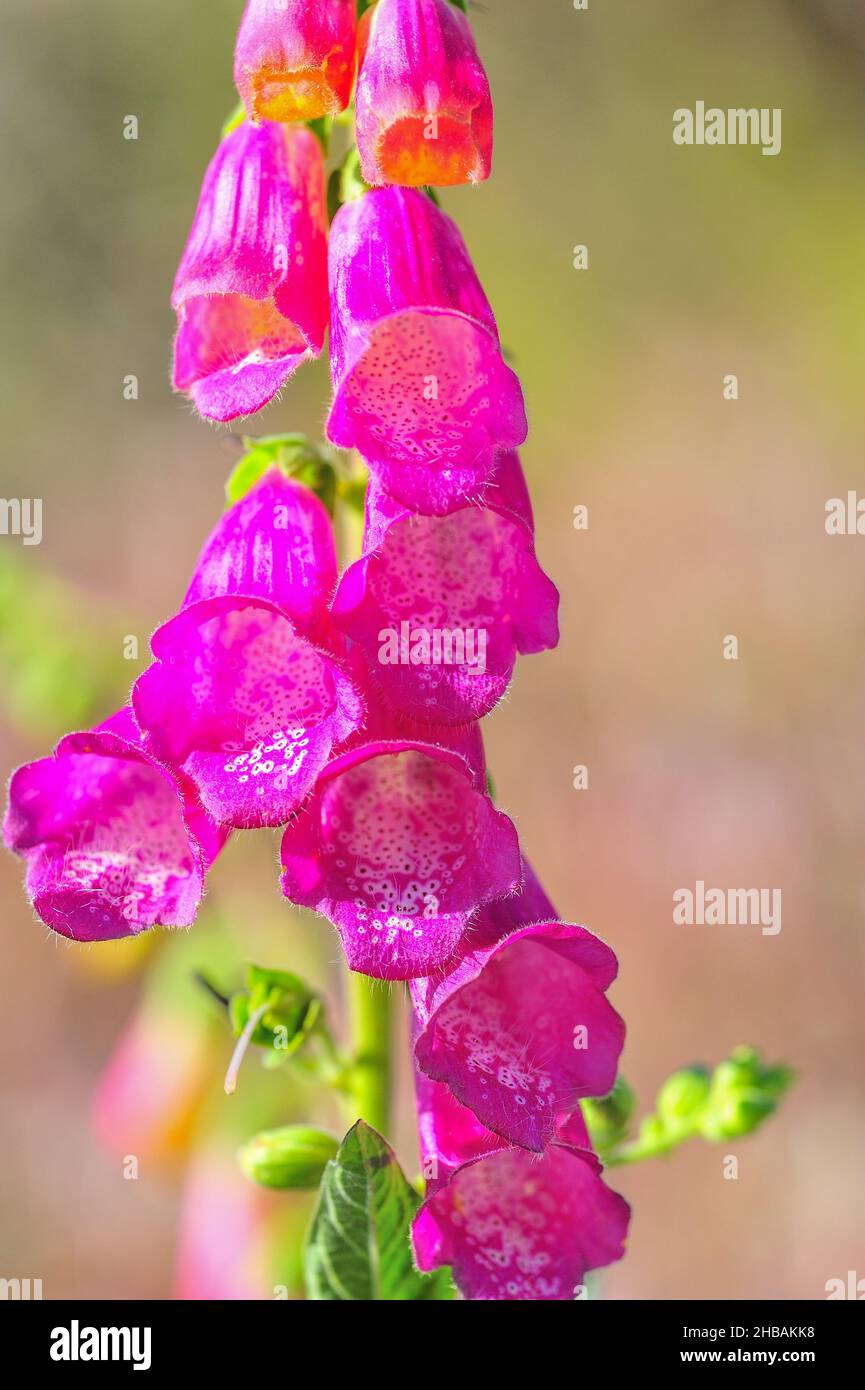 Digitalis and grass hi-res stock photography and images - Alamy
