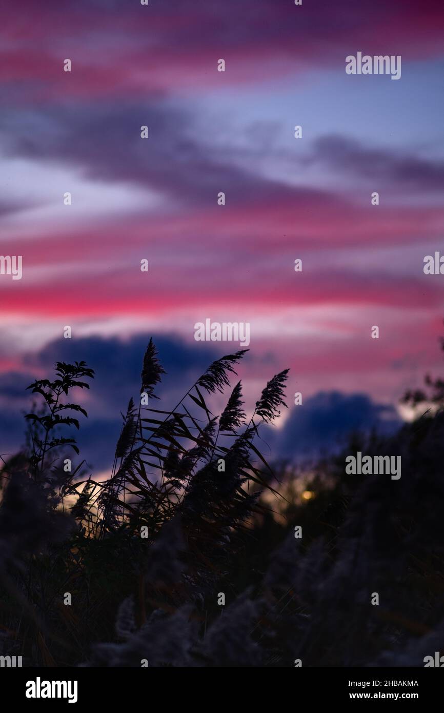Dramatic vegetation hi-res stock photography and images - Alamy