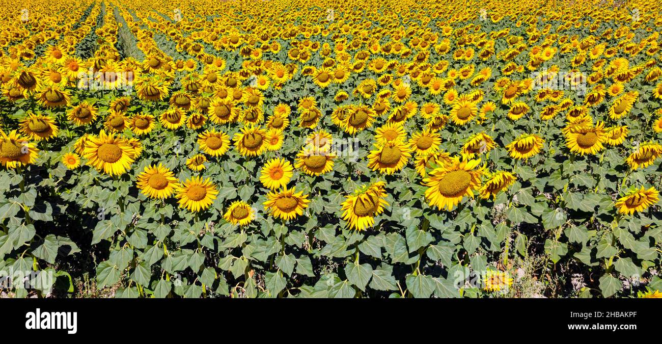 Sunflower field, for the production of oil Stock Photo - Alamy