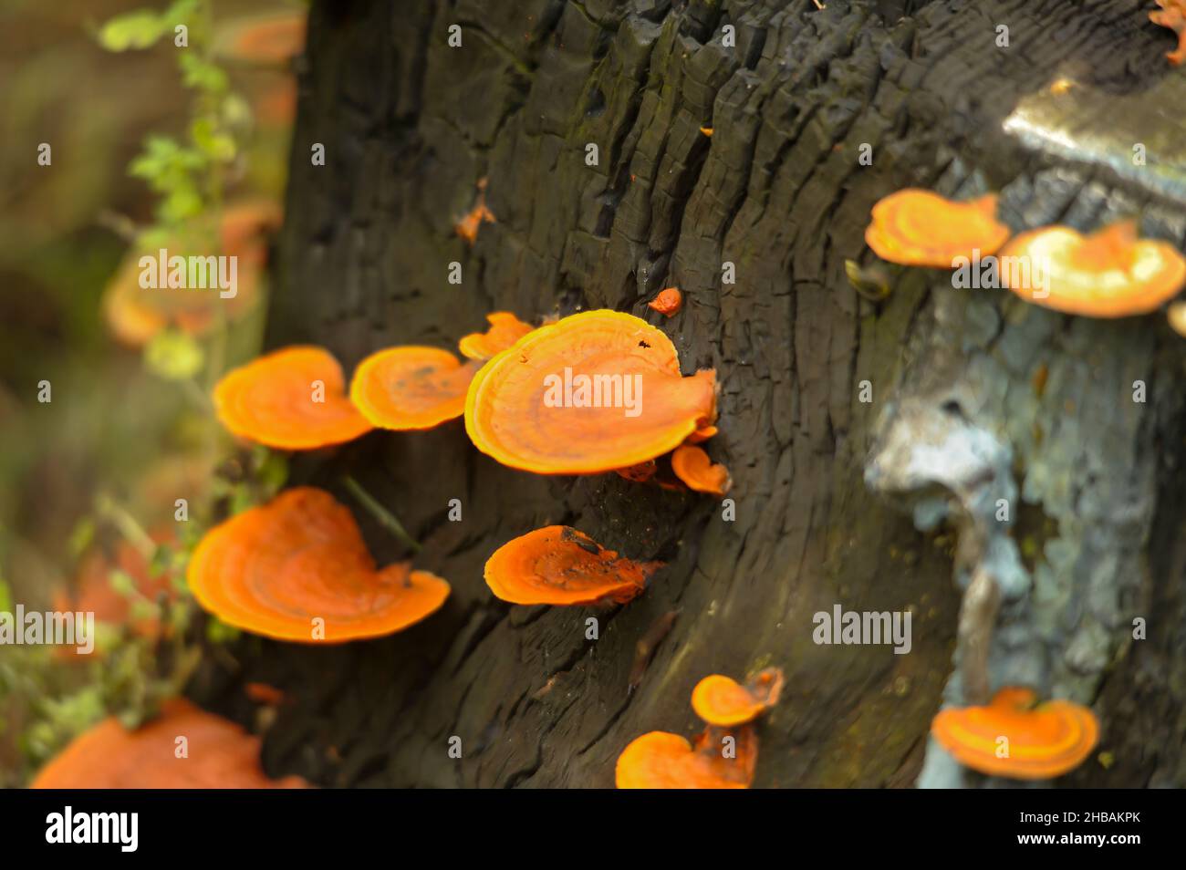 Fungi population scattered on the surface of a log Stock Photo - Alamy