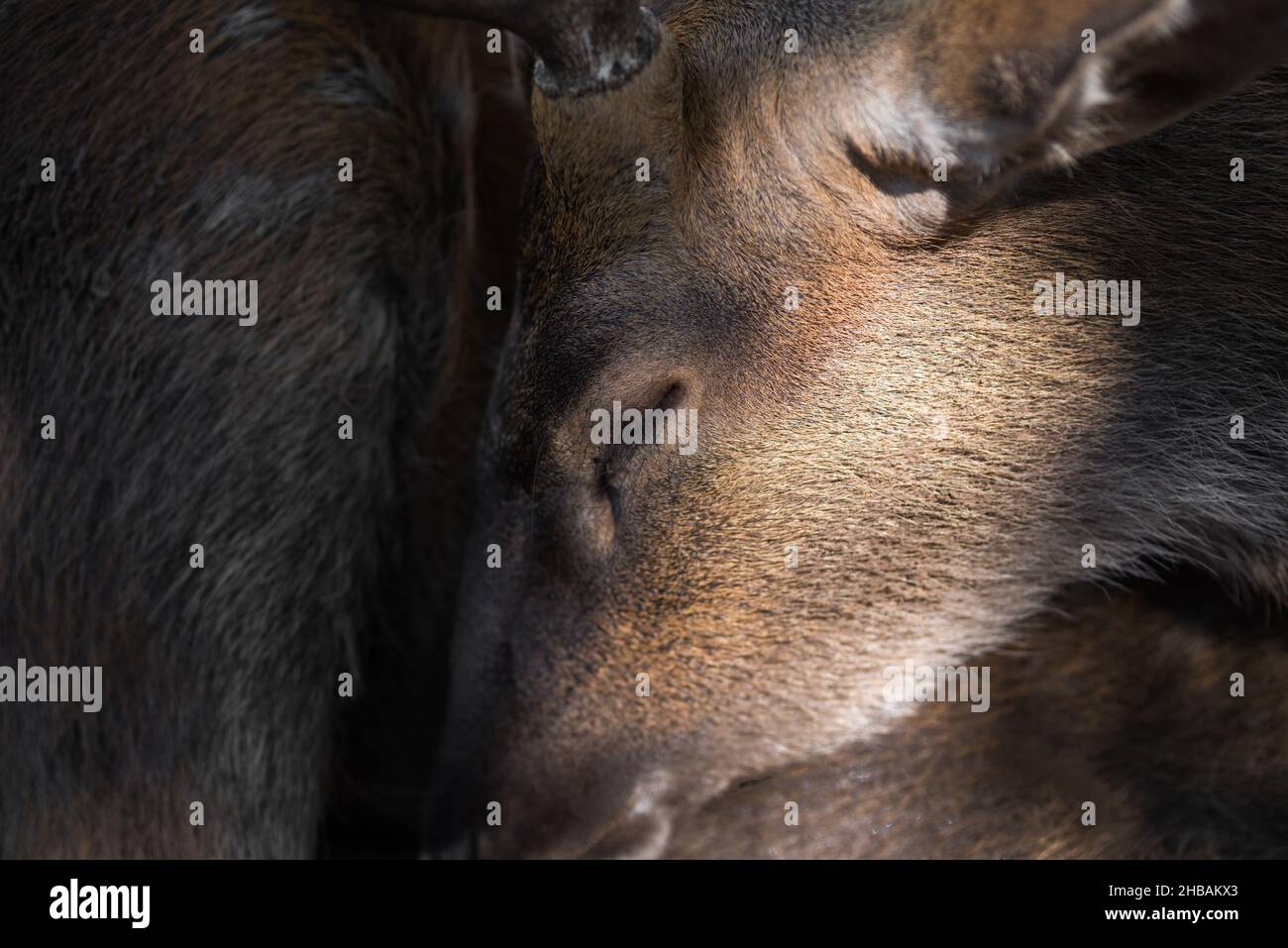 Tired deer hi-res stock photography and images - Alamy