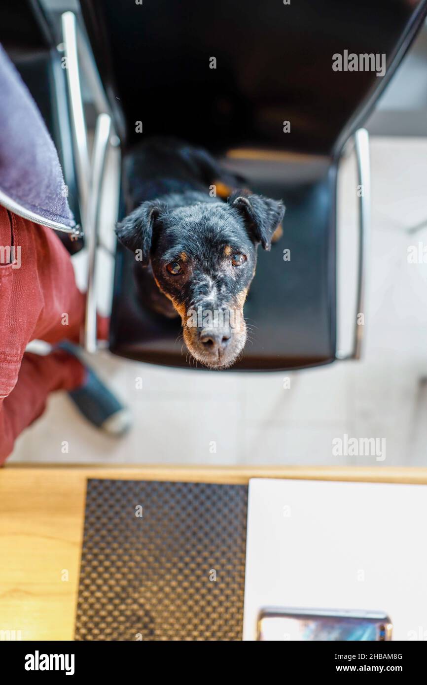 Vertical high angle shot of a cute black dog looking up Stock Photo - Alamy