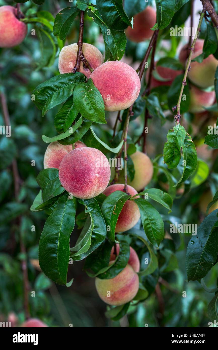 Unique peaches hi-res stock photography and images - Alamy