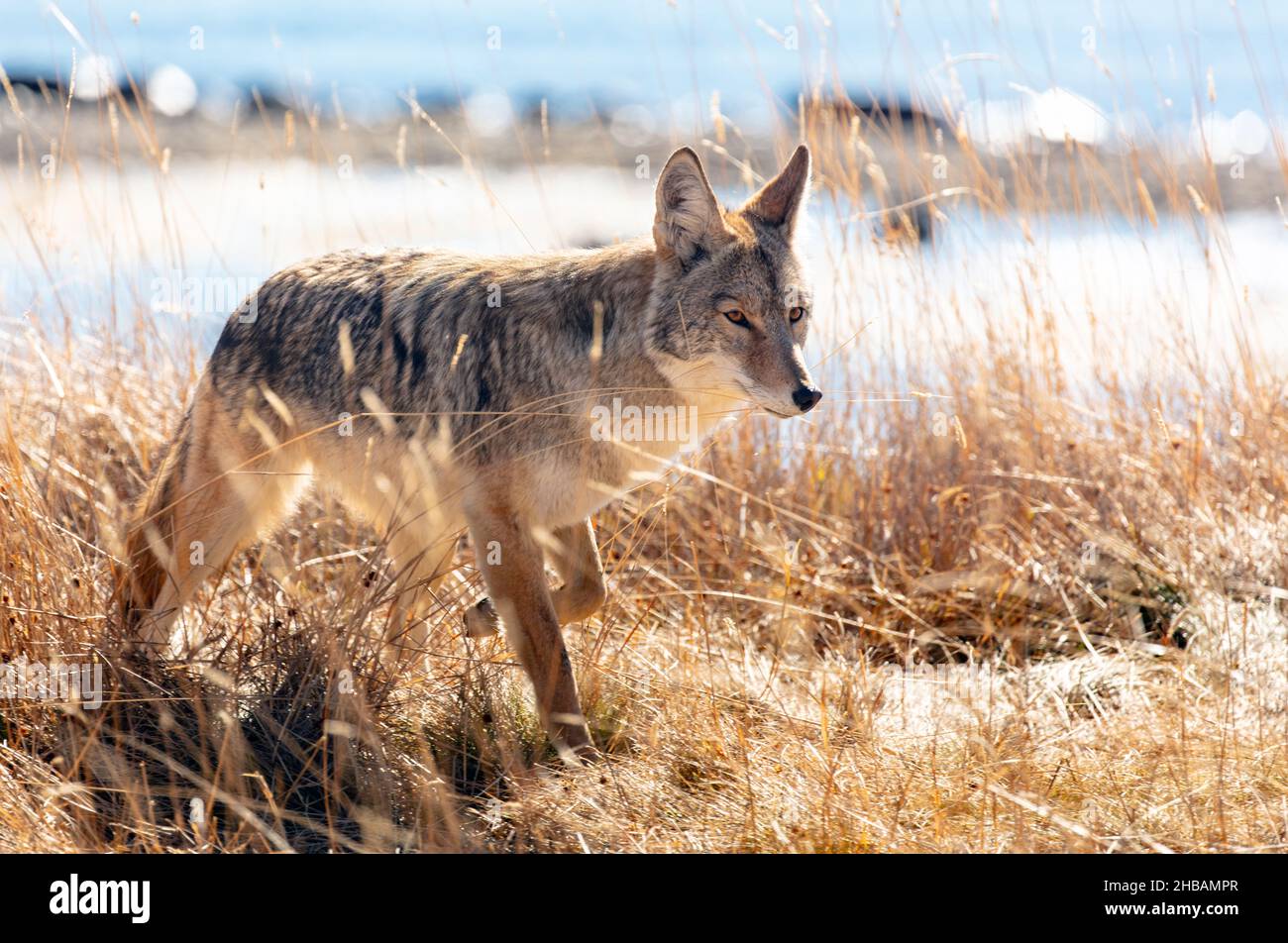 Yellowstone predator hi-res stock photography and images - Alamy