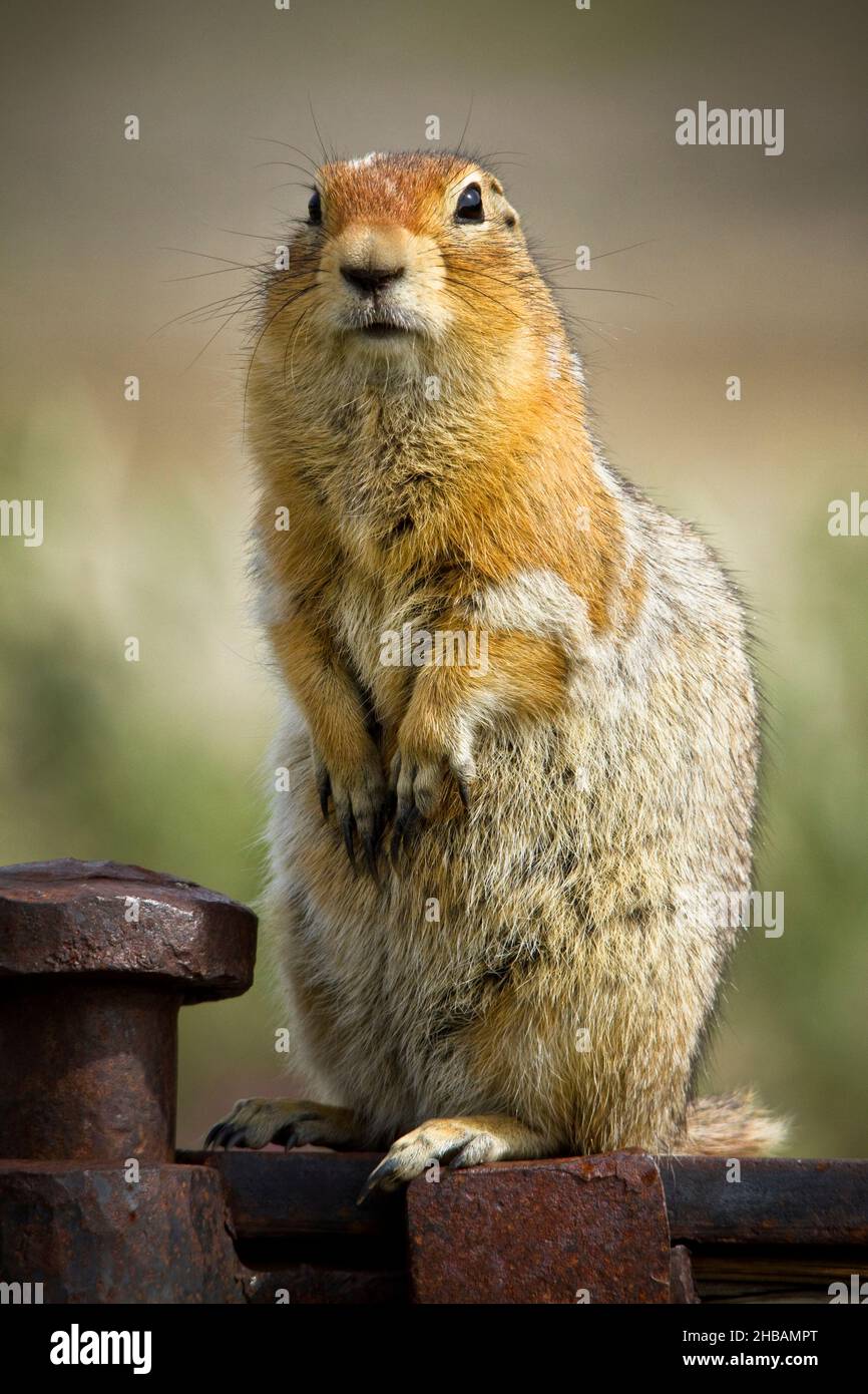 Squirrel ears hi-res stock photography and images - Alamy