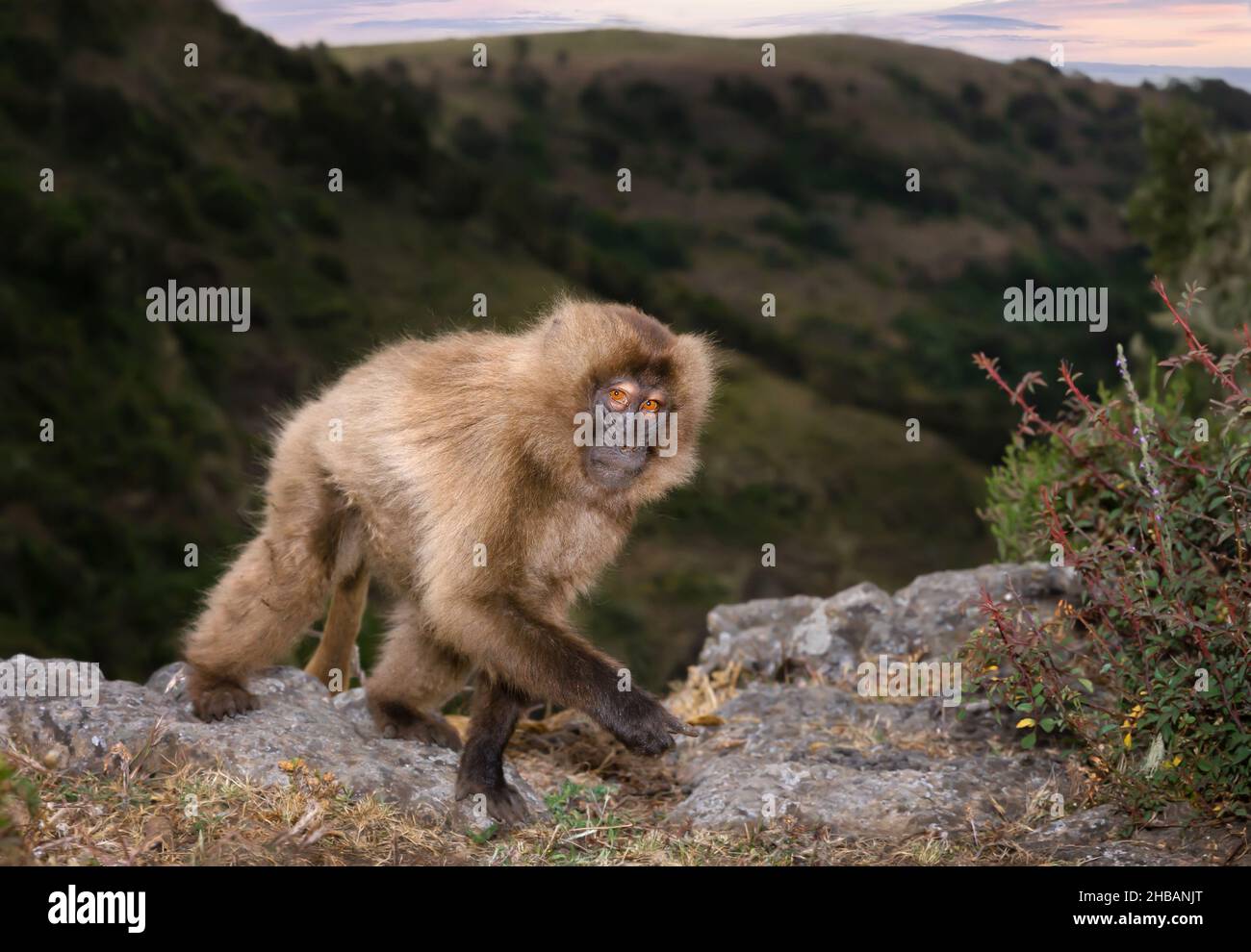 Female monkey hi-res stock photography and images - Alamy