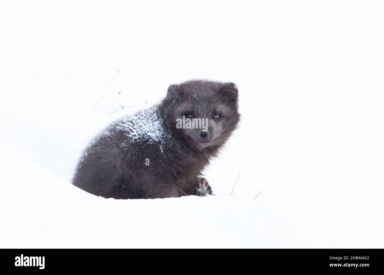 Cute arctic fox Cut Out Stock Images & Pictures - Alamy