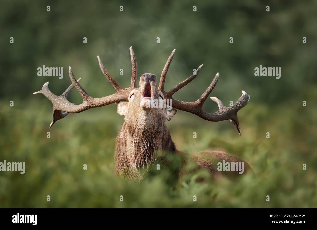 Red deer stag bellowing during rut in richmond park hi-res stock ...